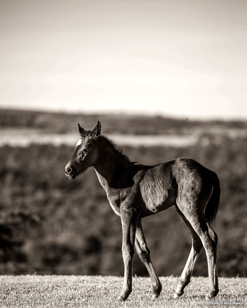 Horse Corner: Sirai Stud – Horse & Style Magazine