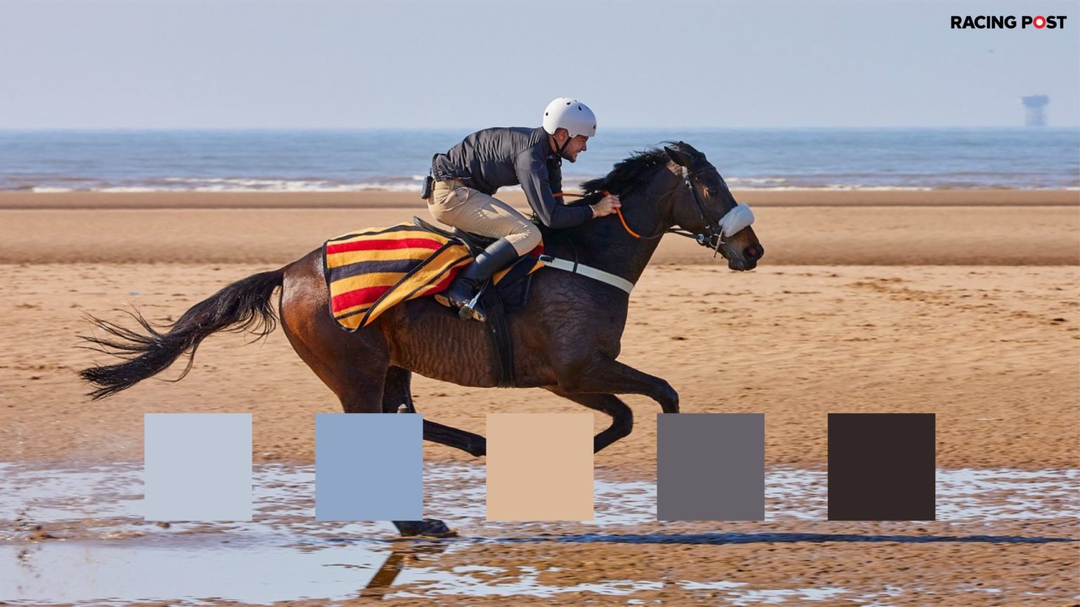 Equestrian Pantone: Color Palettes Inspired by Famous Race Horses ...